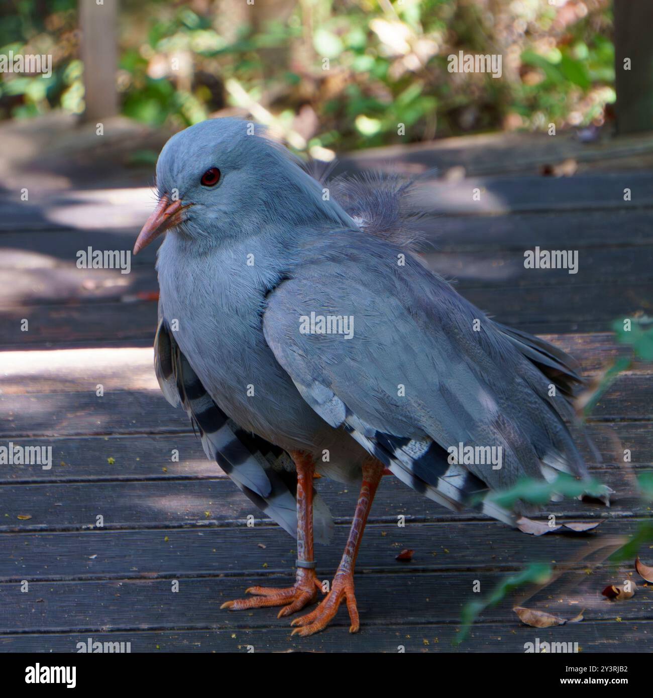 Cagou hi-res stock photography and images - Alamy