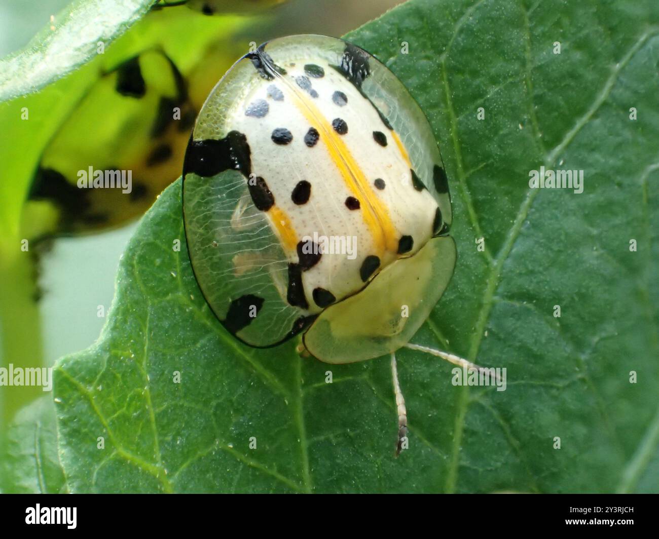 Asian Spotted Tortoise Beetle (Aspidimorpha miliaris) Insecta Stock ...