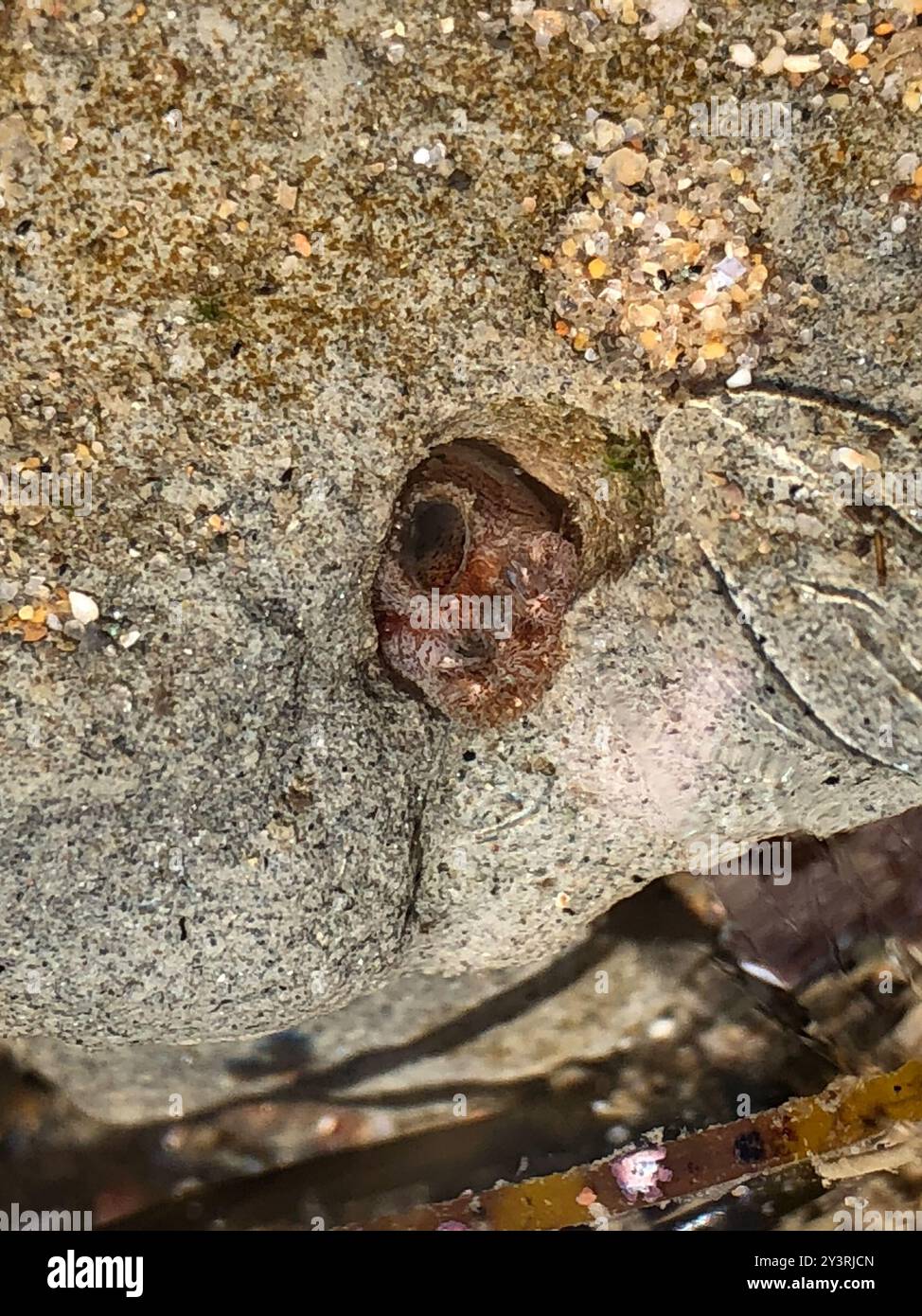 Bivalves (Bivalvia) Mollusca Stock Photo - Alamy