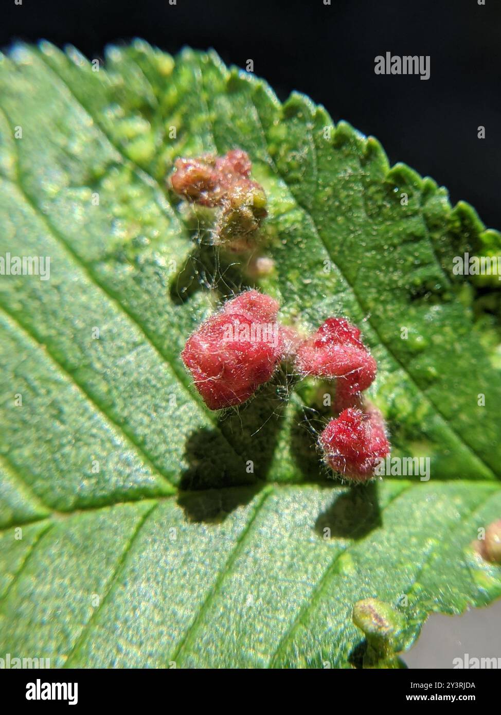 Rice Root Aphid (Tetraneura akinire) Insecta Stock Photo - Alamy