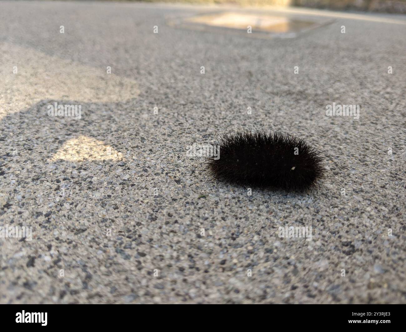 Giant Leopard Moth (Hypercompe scribonia) Insecta Stock Photo - Alamy