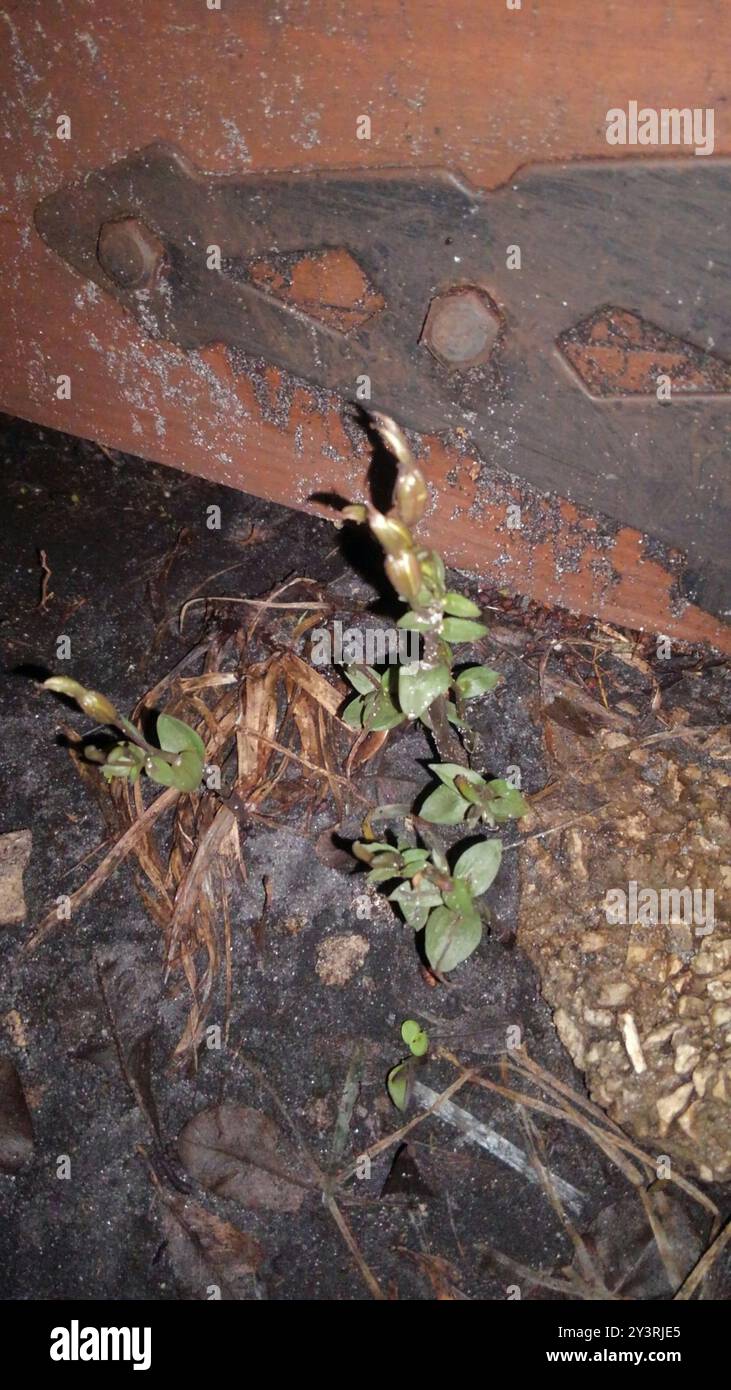 Gentian Noddingcaps (Triphora gentianoides) Plantae Stock Photo - Alamy