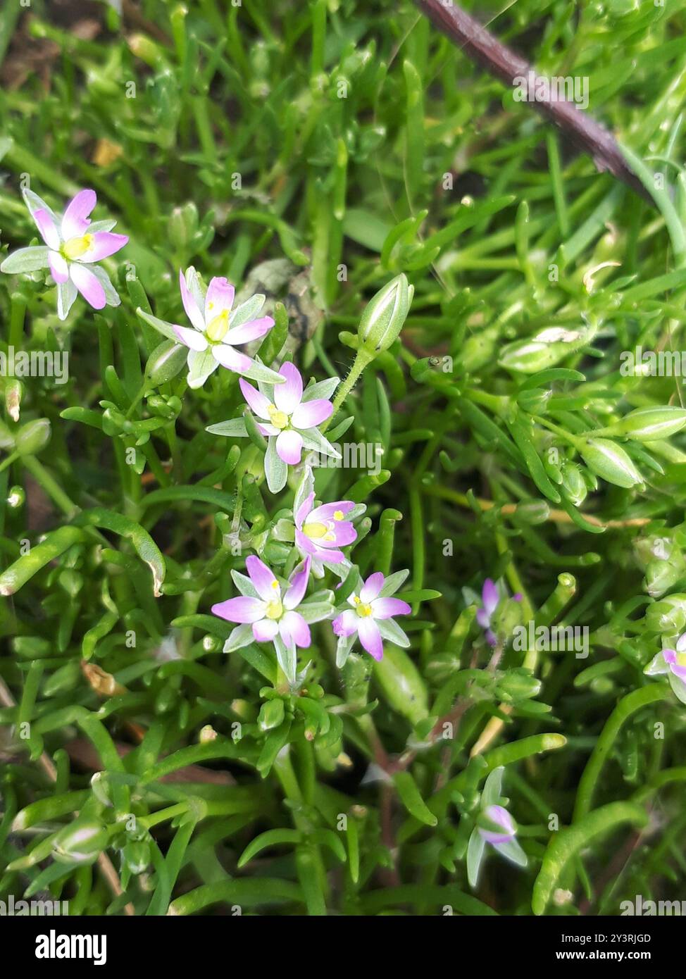 Greater Sea-spurry (Spergularia media) Plantae Stock Photo - Alamy
