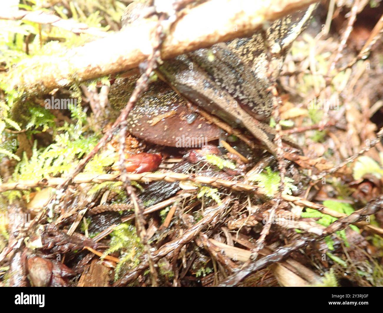 Northern Red-legged Frog (Rana aurora) Amphibia Stock Photo - Alamy