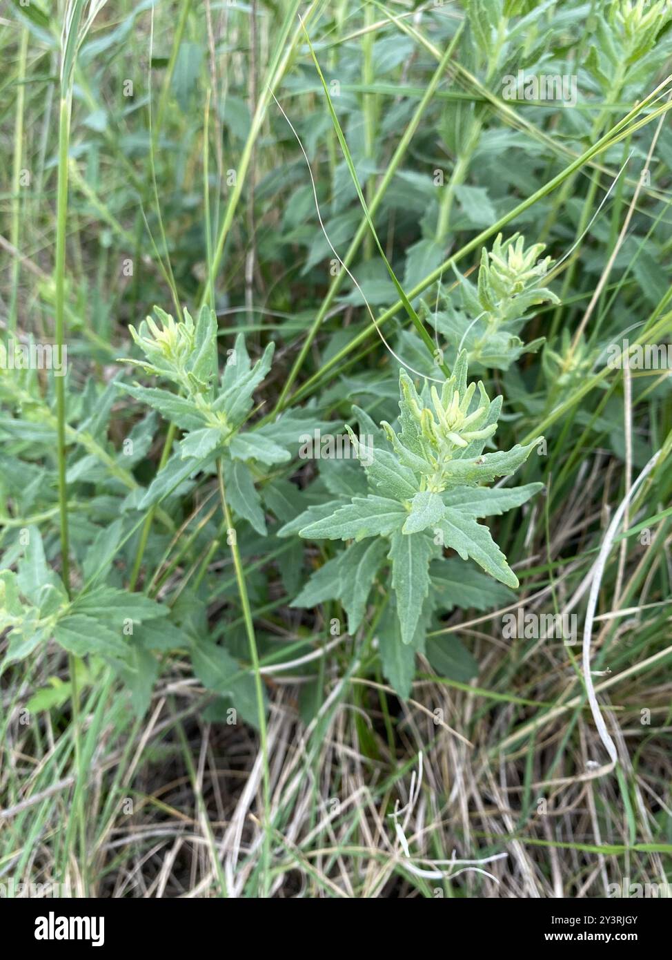 False Boneset (Brickellia eupatorioides) Plantae Stock Photo - Alamy