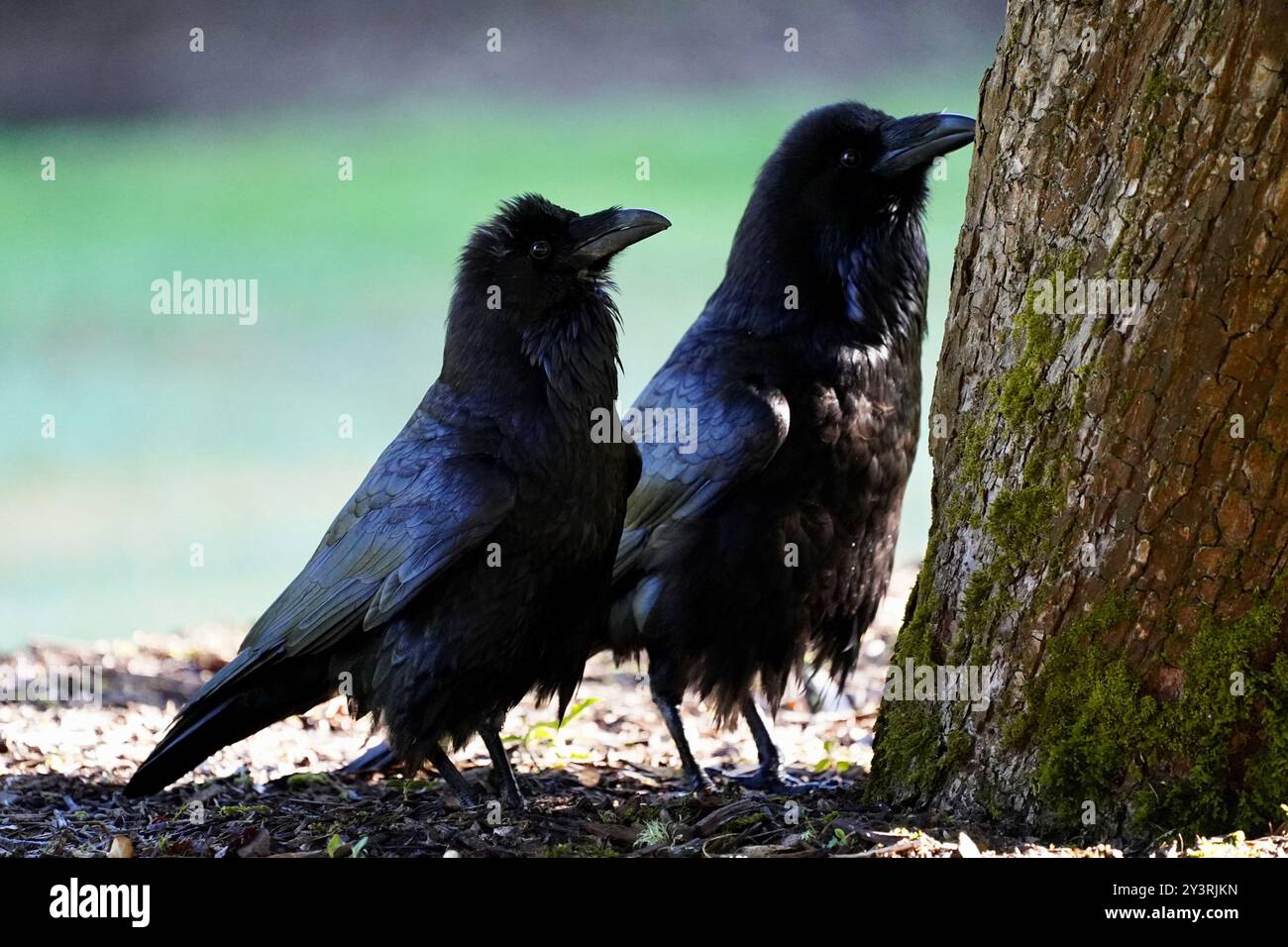 Common Raven (Corvus corax) Aves Stock Photo - Alamy