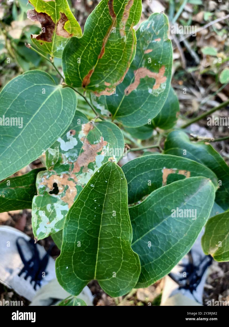 Austral Sarsaparilla (Smilax australis) Plantae Stock Photo - Alamy