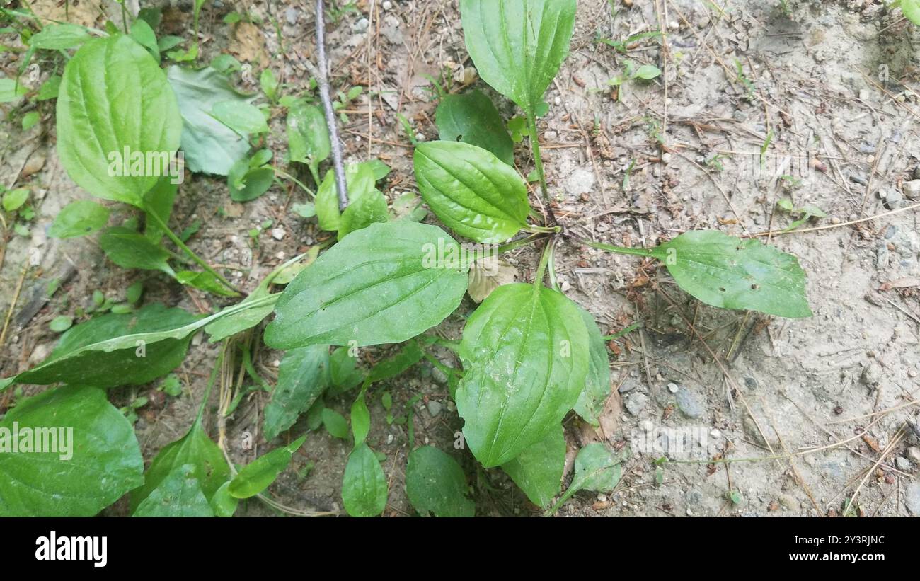 American plantain (Plantago rugelii) Plantae Stock Photo - Alamy