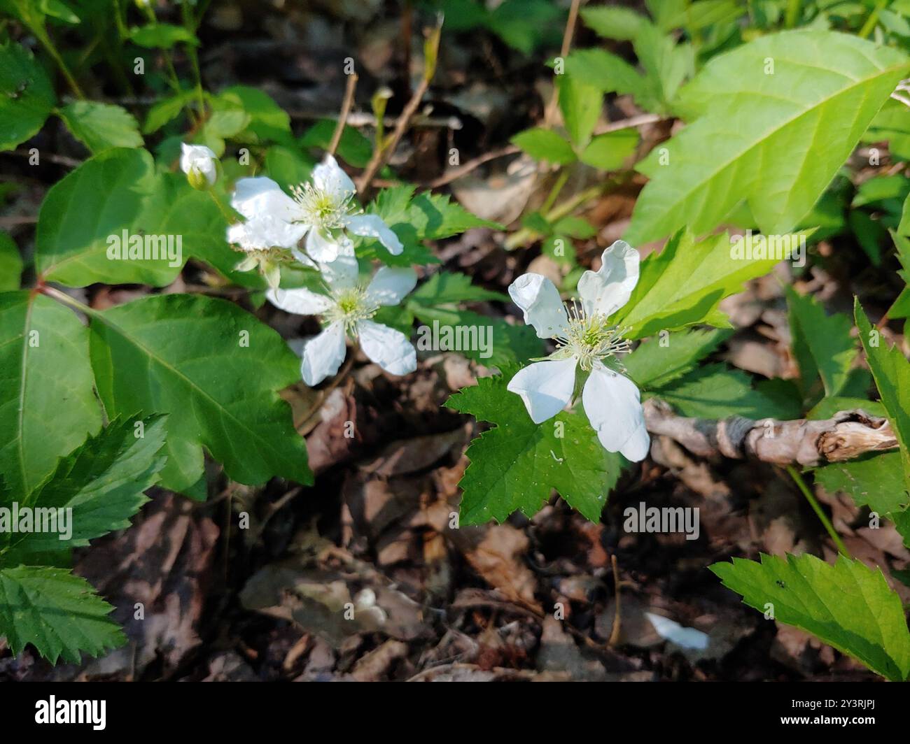 Common Dewberry (Rubus flagellaris) Plantae Stock Photo - Alamy