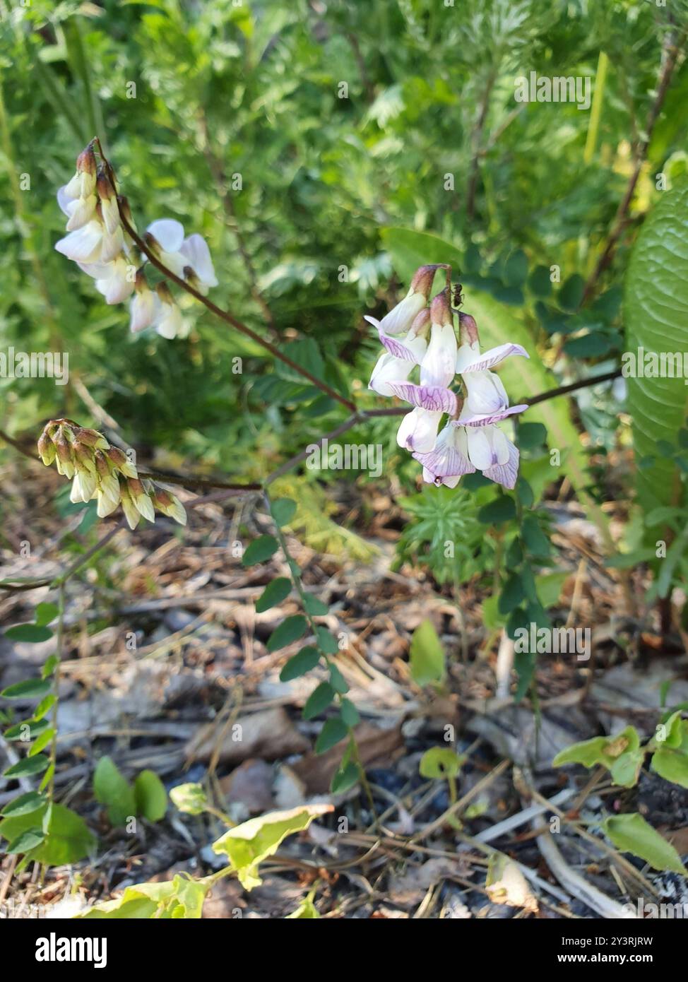 Wood Vetch (Vicia sylvatica) Plantae Stock Photo - Alamy