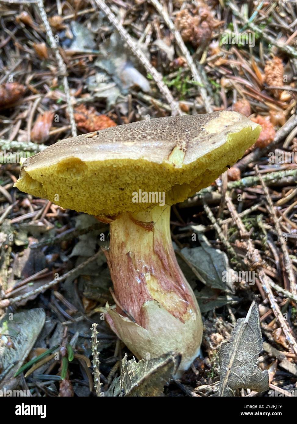 Red-cracking Bolete (Xerocomellus chrysenteron) Fungi Stock Photo - Alamy