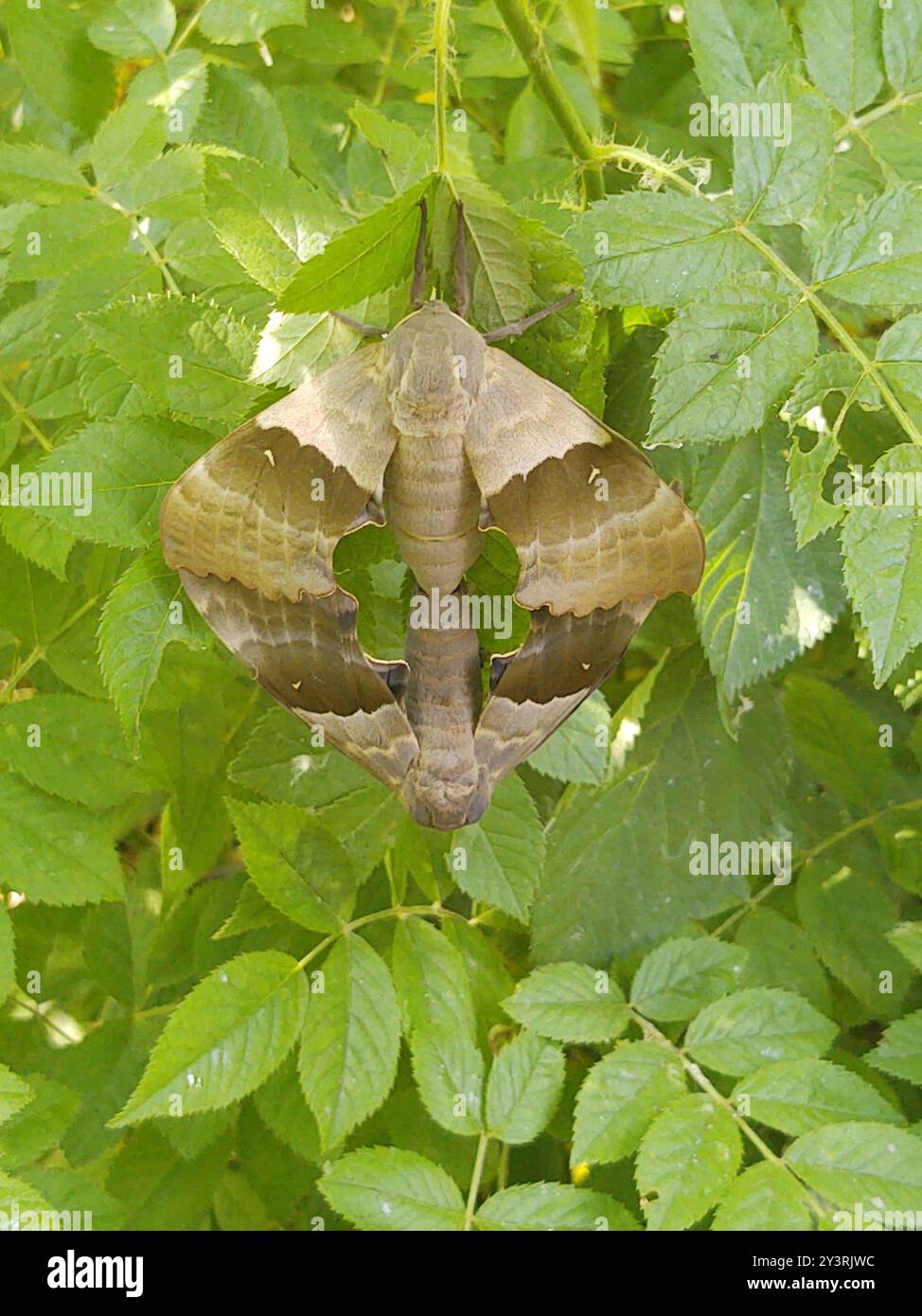 Modest Sphinx (Pachysphinx modesta) Insecta Stock Photo - Alamy