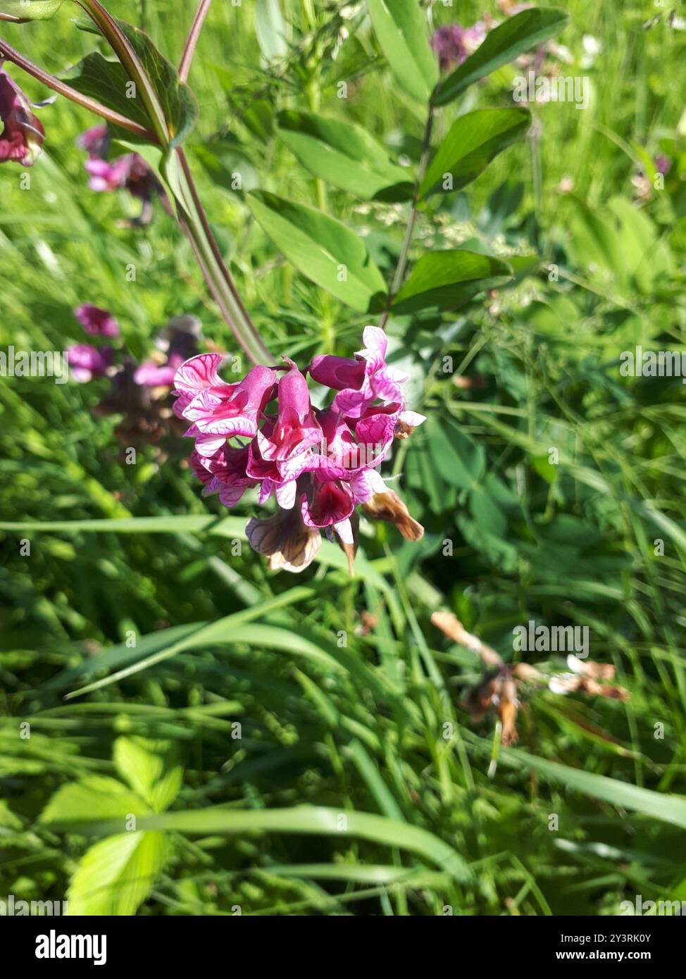 Pisiform grass-pea (Lathyrus pisiformis) Plantae Stock Photo - Alamy