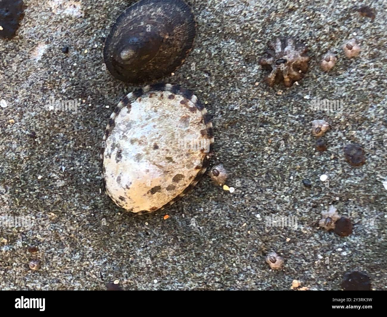 Owl Limpet (Lottia gigantea) Mollusca Stock Photo - Alamy