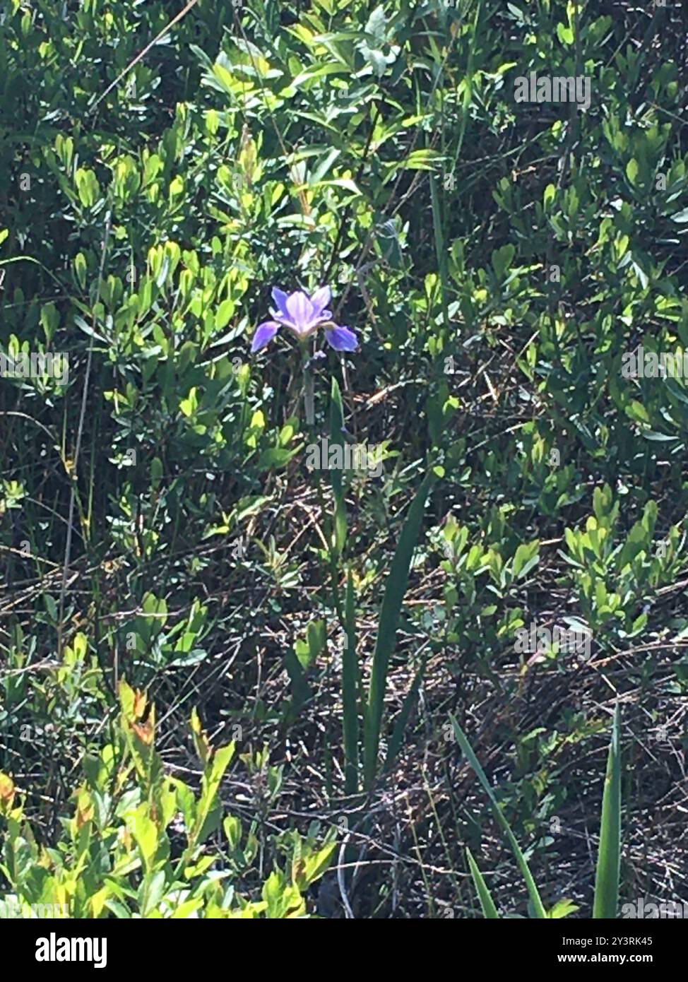 Common Beardless Irises (Limniris) Plantae Stock Photo - Alamy