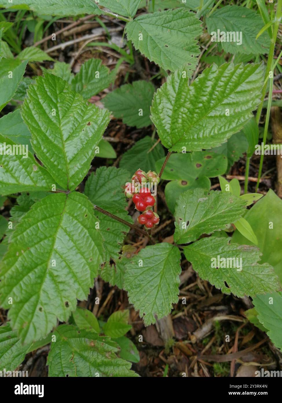Stone Bramble (Rubus saxatilis) Plantae Stock Photo - Alamy