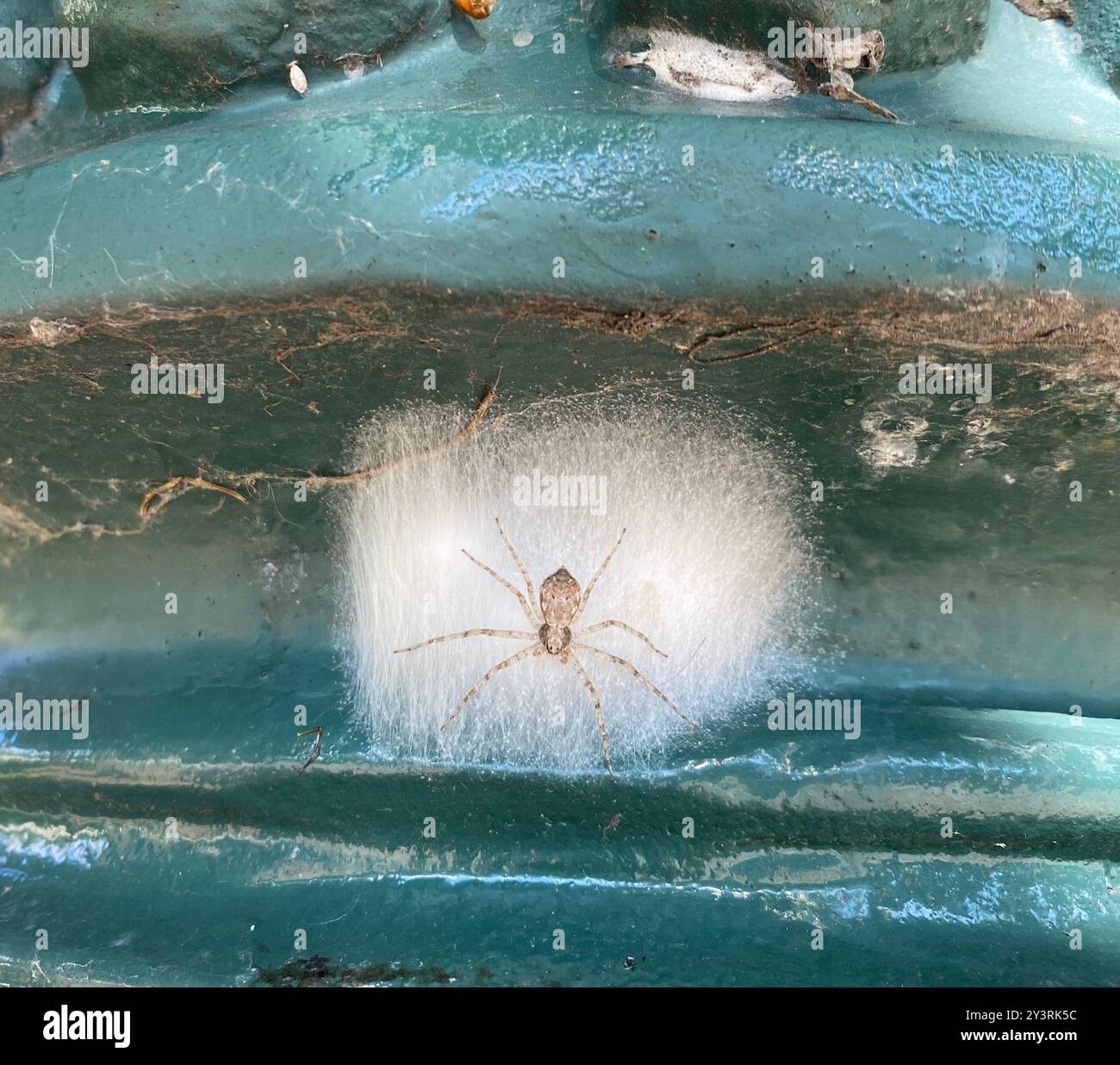 Running Crab Spiders (Philodromus) Arachnida Stock Photo - Alamy