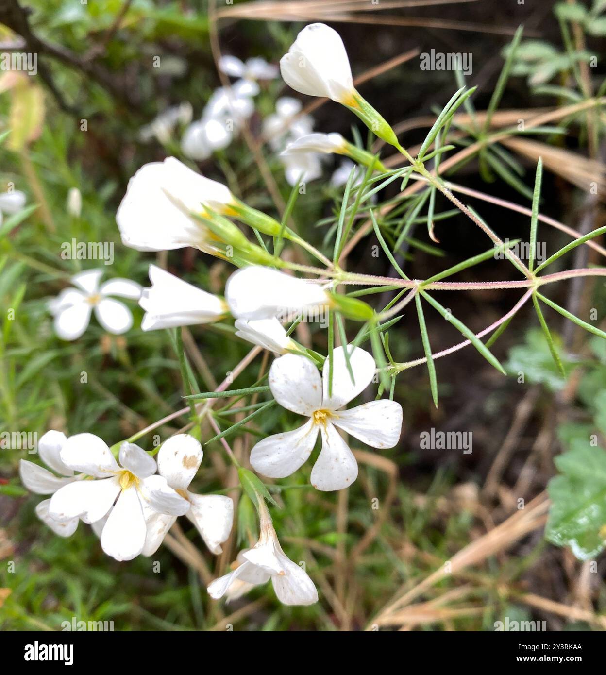 Many-flowered Linanthus (Leptosiphon floribundus) Plantae Stock Photo ...