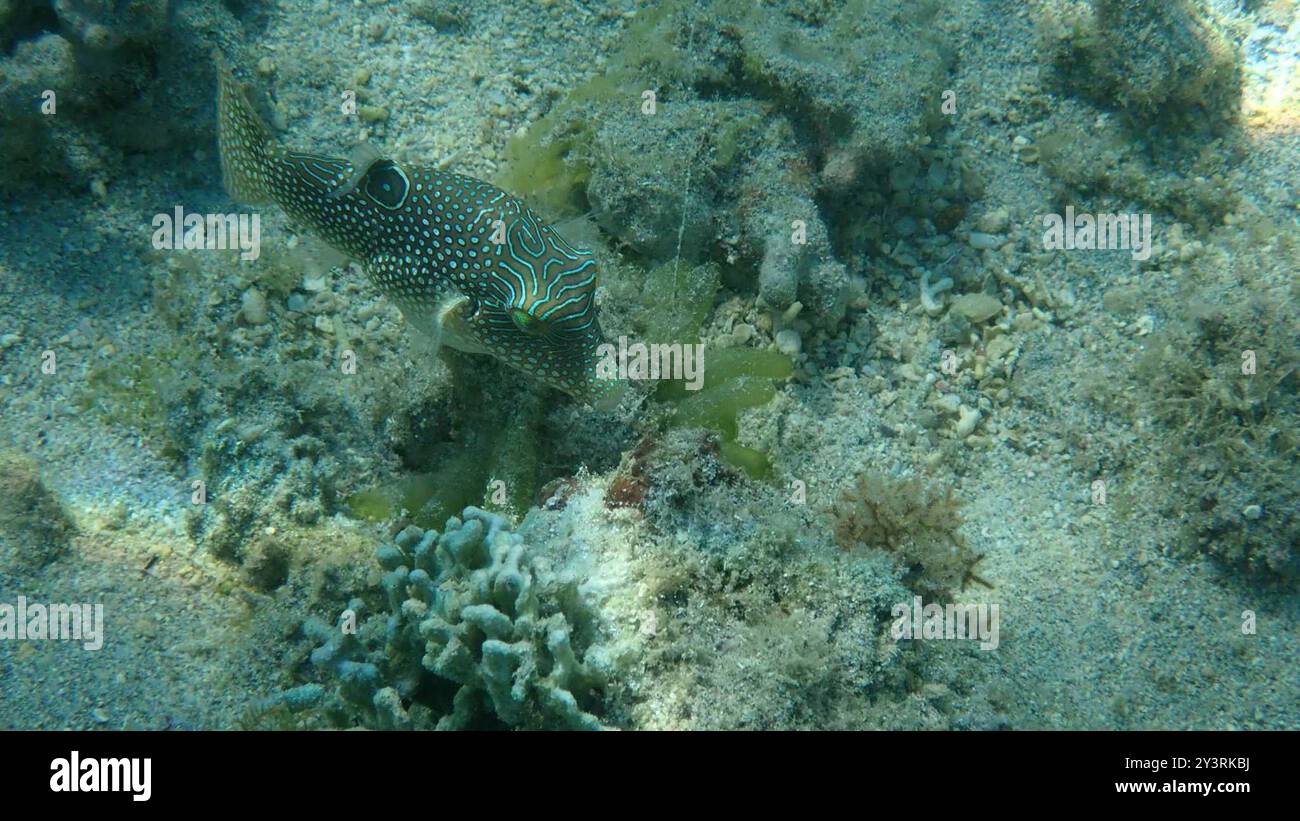 Peter's Toby (Canthigaster petersii) Actinopterygii Stock Photo - Alamy