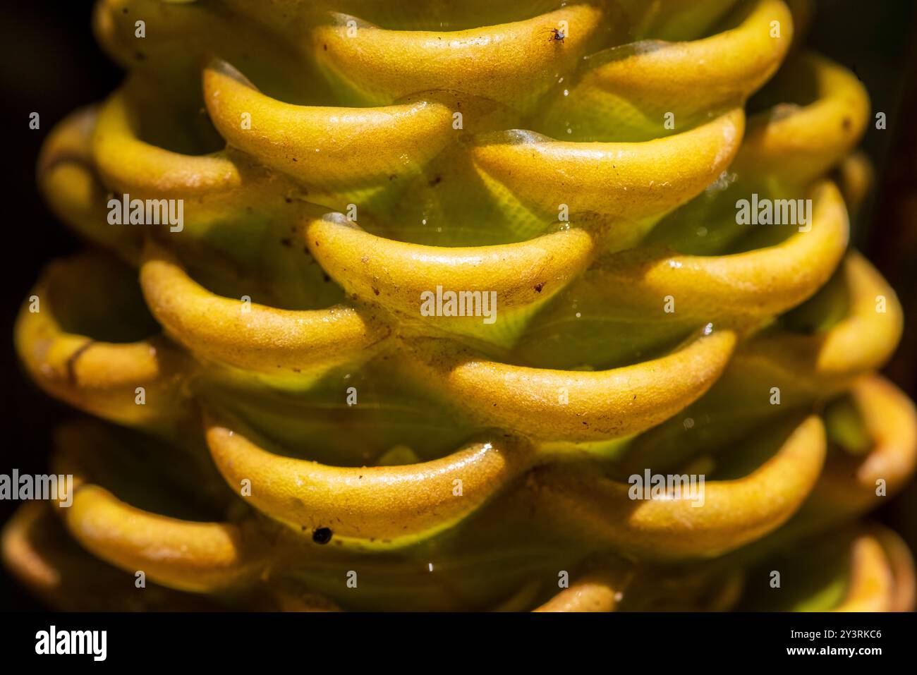 true ginger in the amazonian rain forest Stock Photo - Alamy