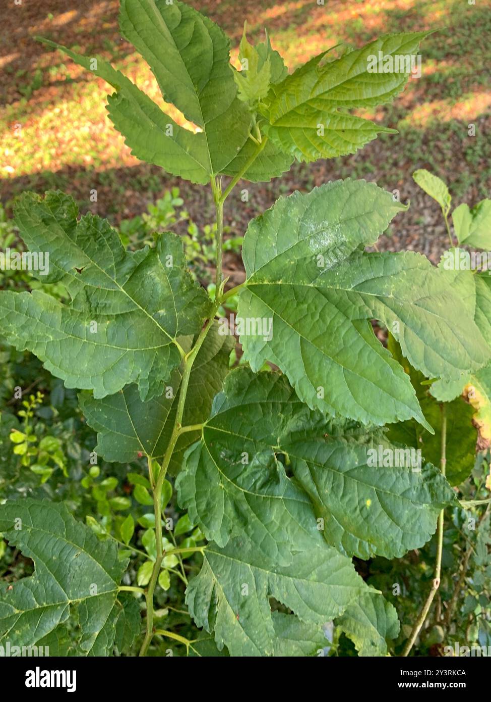 Korean mulberry (Morus indica) Plantae Stock Photo - Alamy