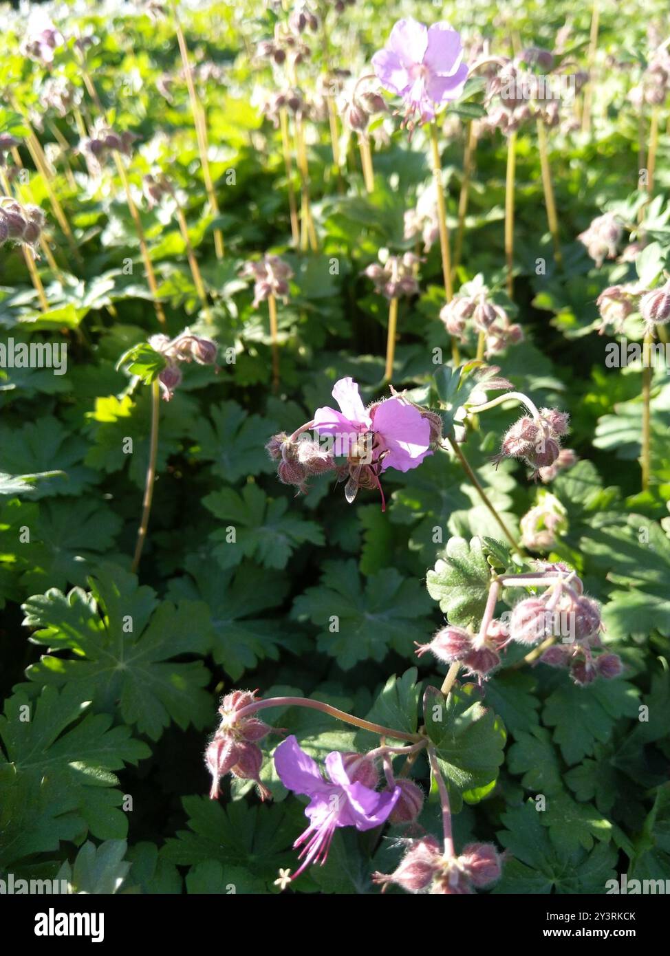 Western Honey Bee (Apis mellifera) Insecta Stock Photo - Alamy