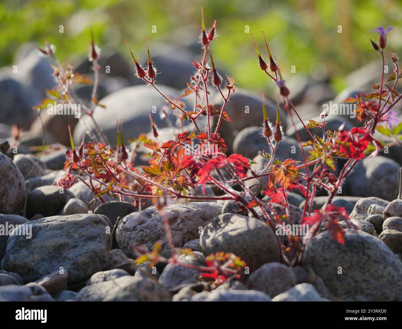 Geranium family (Geraniaceae) Plantae Stock Photo - Alamy