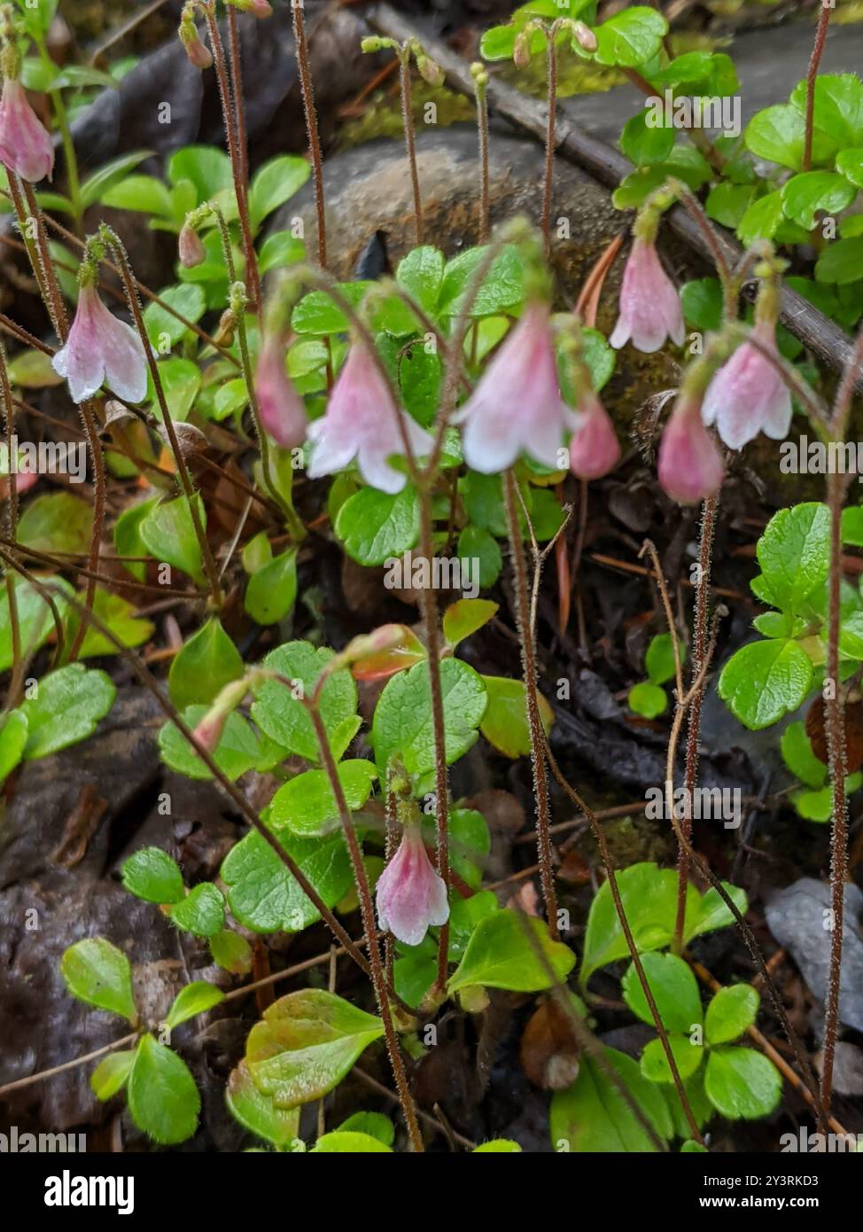 Twinflower (Linnaea borealis) Plantae Stock Photo - Alamy