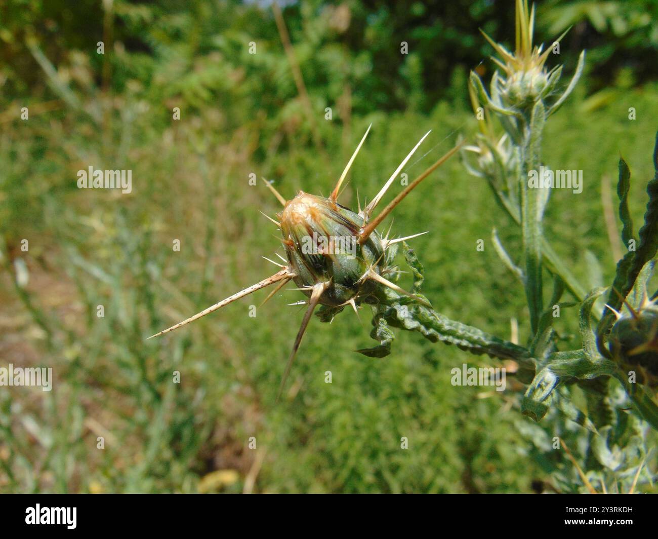 Yellow Star-Thistle (Centaurea solstitialis) Plantae Stock Photo - Alamy
