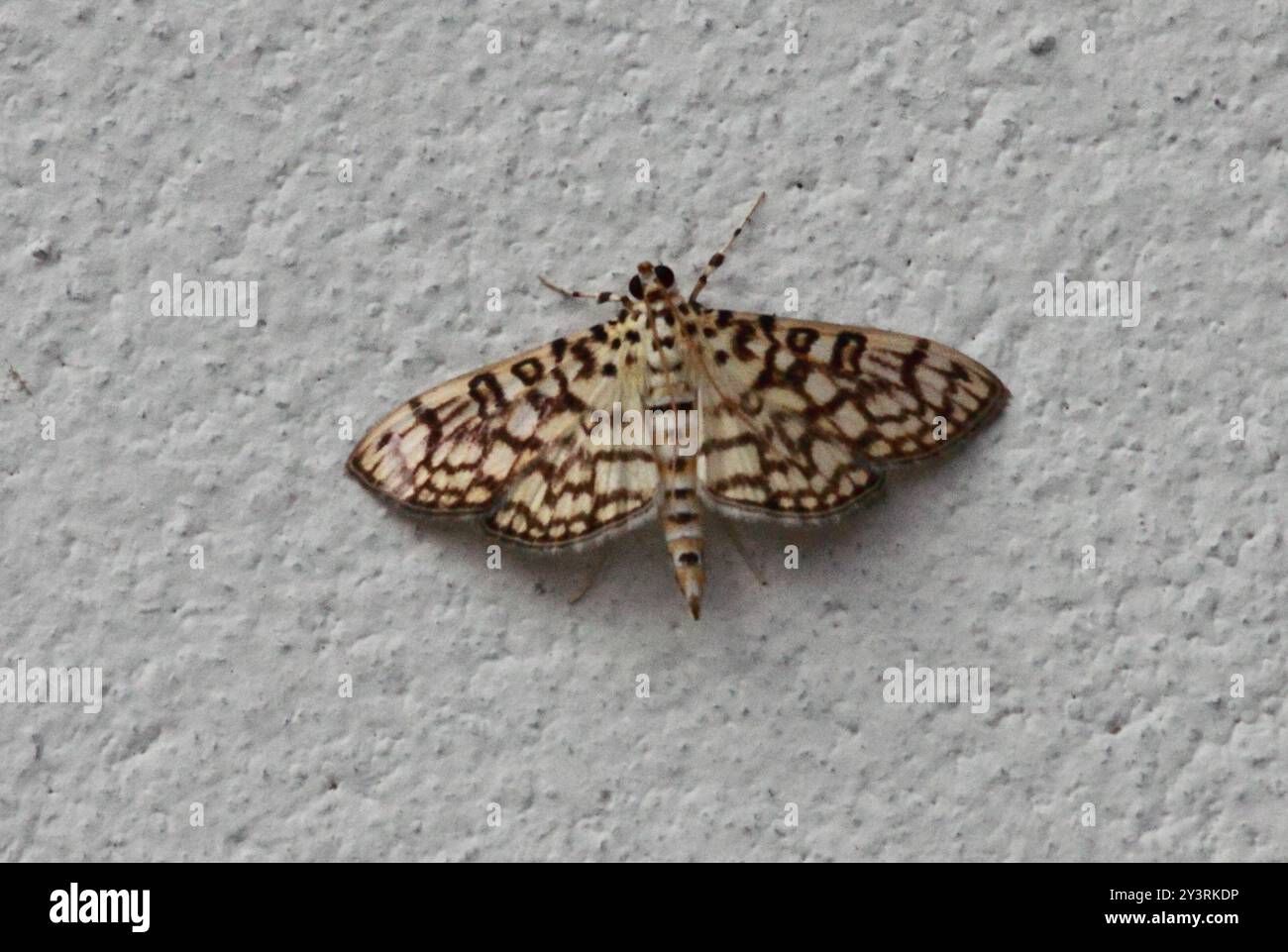 Cotton Leaf Roller (Haritalodes derogata) Insecta Stock Photo - Alamy