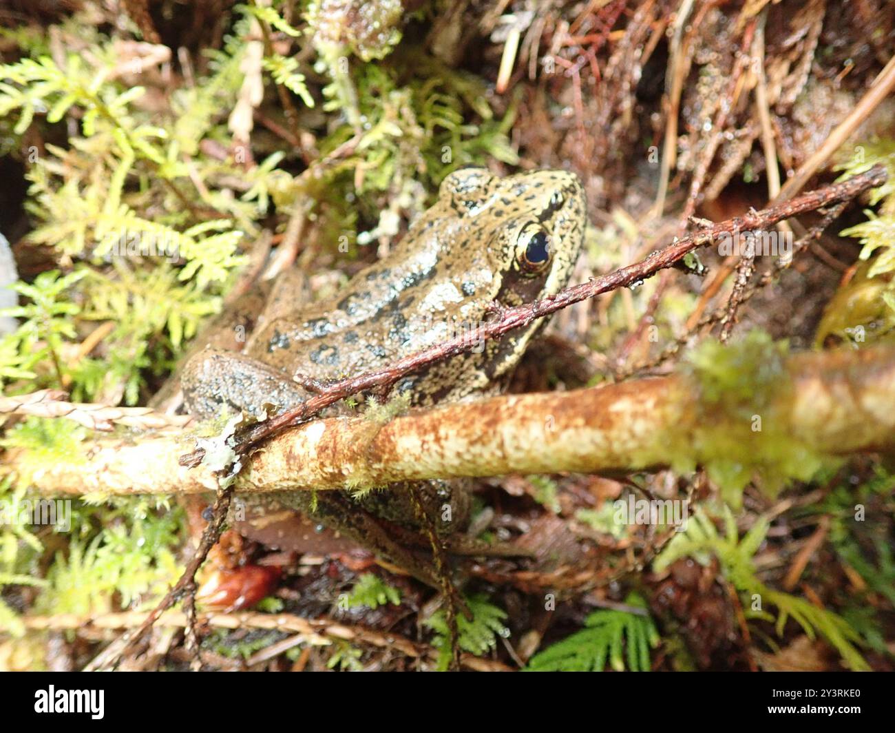 Northern Red-legged Frog (Rana aurora) Amphibia Stock Photo - Alamy