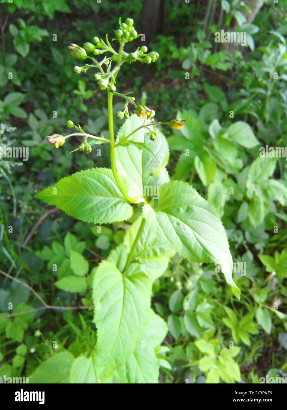 Common Figwort (Scrophularia nodosa) Plantae Stock Photo - Alamy