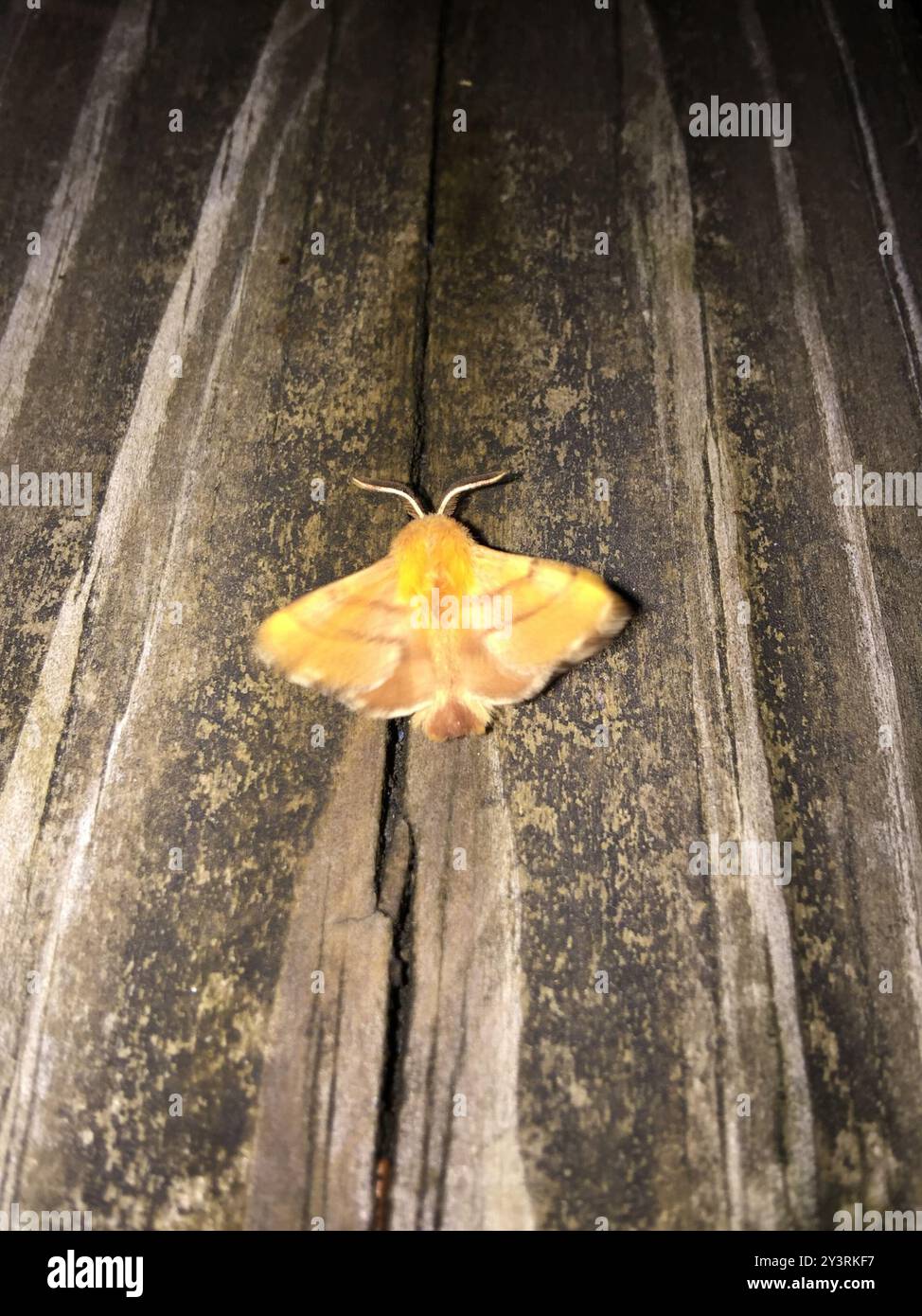 Forest Tent Caterpillar Moth (Malacosoma disstria) Insecta Stock Photo ...