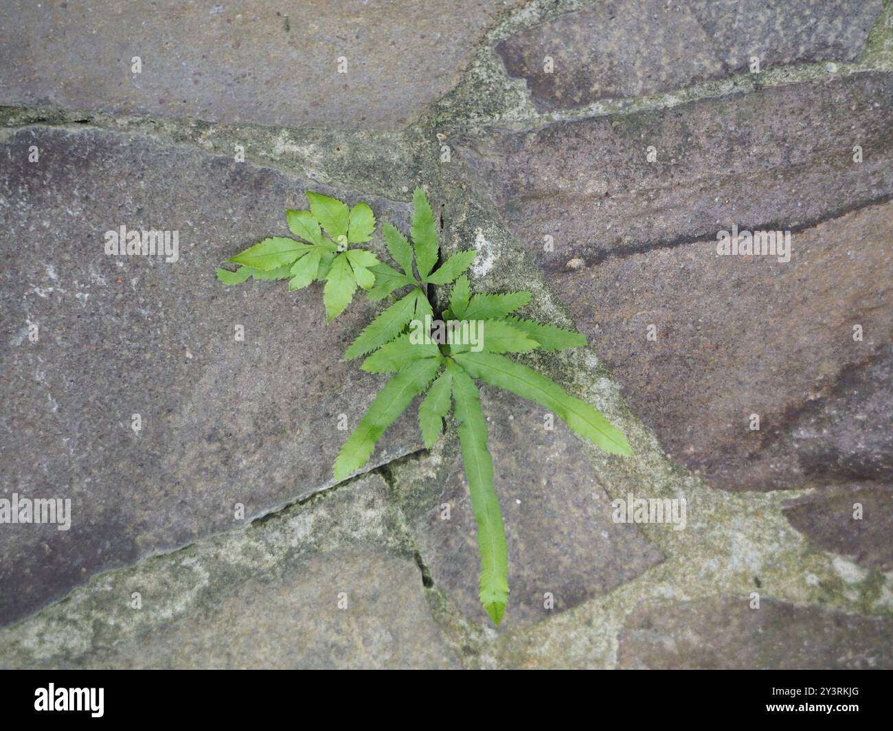 spider brake (Pteris multifida) Plantae Stock Photo - Alamy