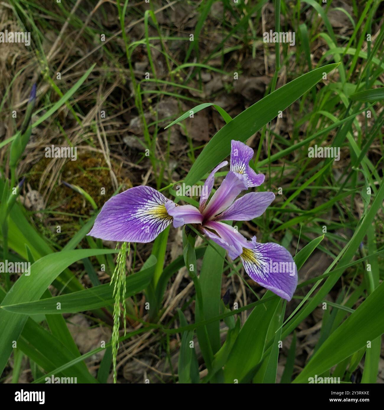 northern blue flag (Iris versicolor) Plantae Stock Photo - Alamy