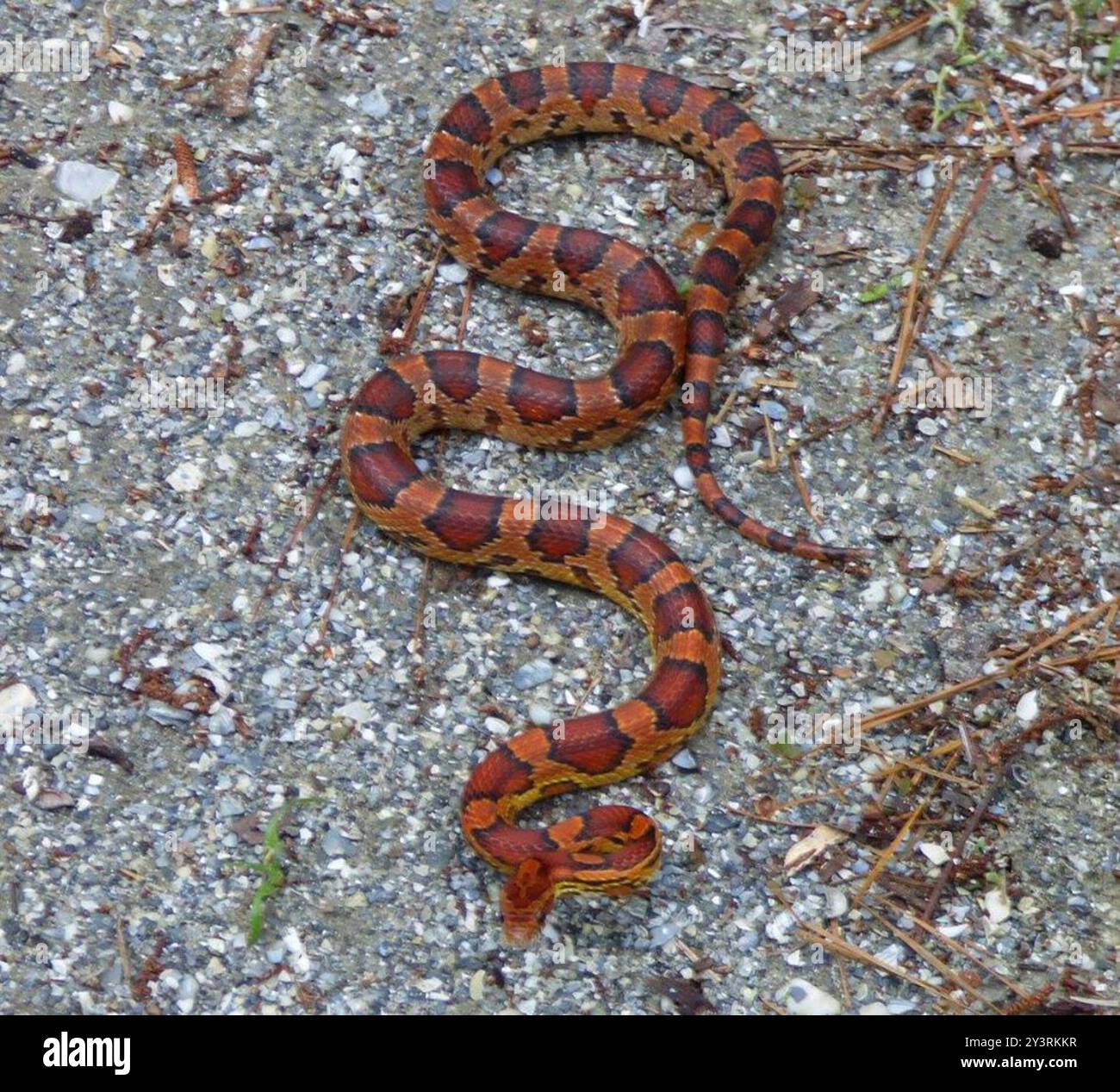 Corn Snake (Pantherophis guttatus) Reptilia Stock Photo - Alamy
