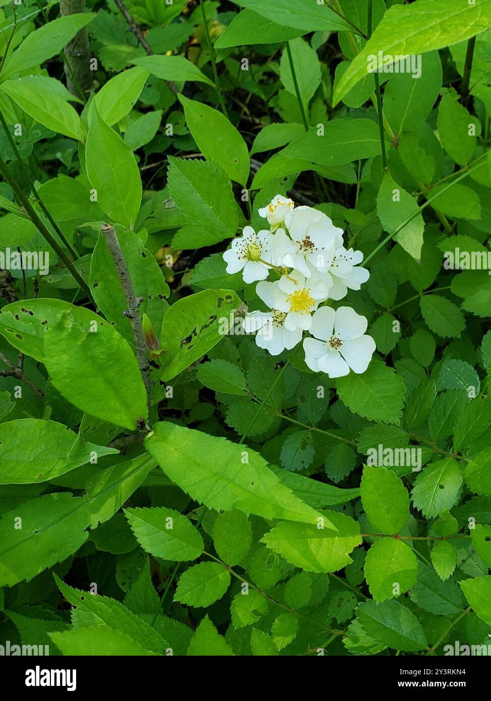 multiflora rose (Rosa multiflora) Plantae Stock Photo - Alamy