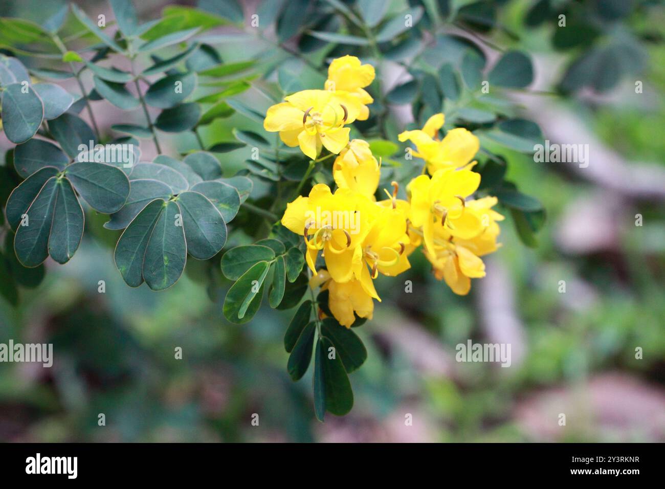 Christmas Senna (Senna pendula) Plantae Stock Photo - Alamy