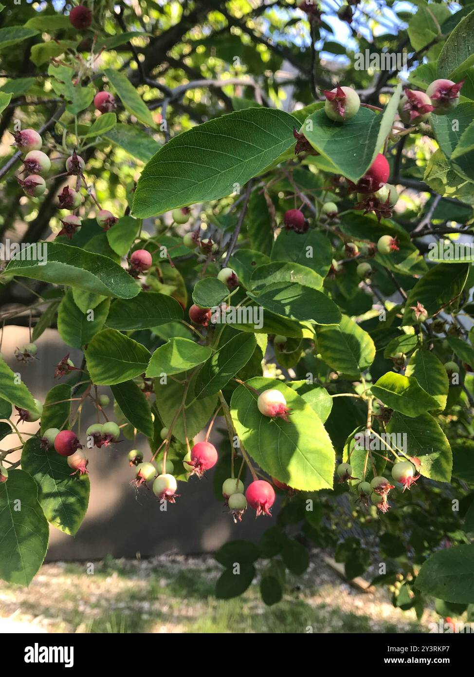 common serviceberry (Amelanchier arborea) Plantae Stock Photo - Alamy