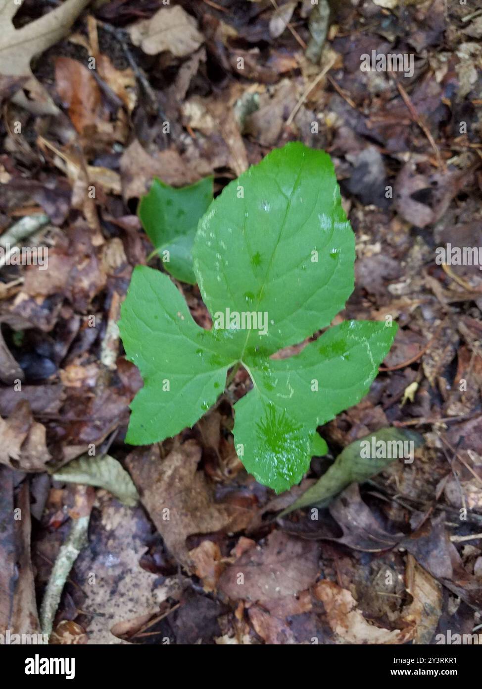 tall rattlesnake root (Nabalus altissimus) Plantae Stock Photo - Alamy