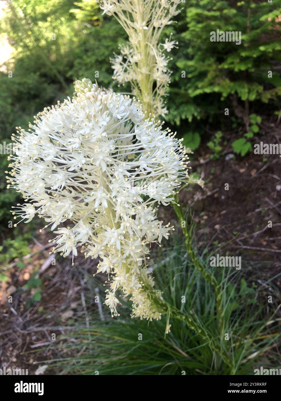 common beargrass (Xerophyllum tenax) Plantae Stock Photo - Alamy