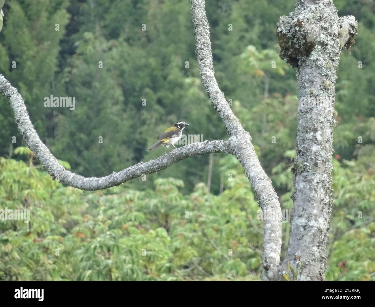 Black-winged Saltator (Saltator atripennis) Aves Stock Photo - Alamy