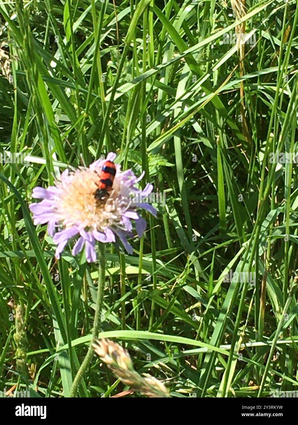 Bee-eating Beetle (Trichodes apiarius) Insecta Stock Photo - Alamy