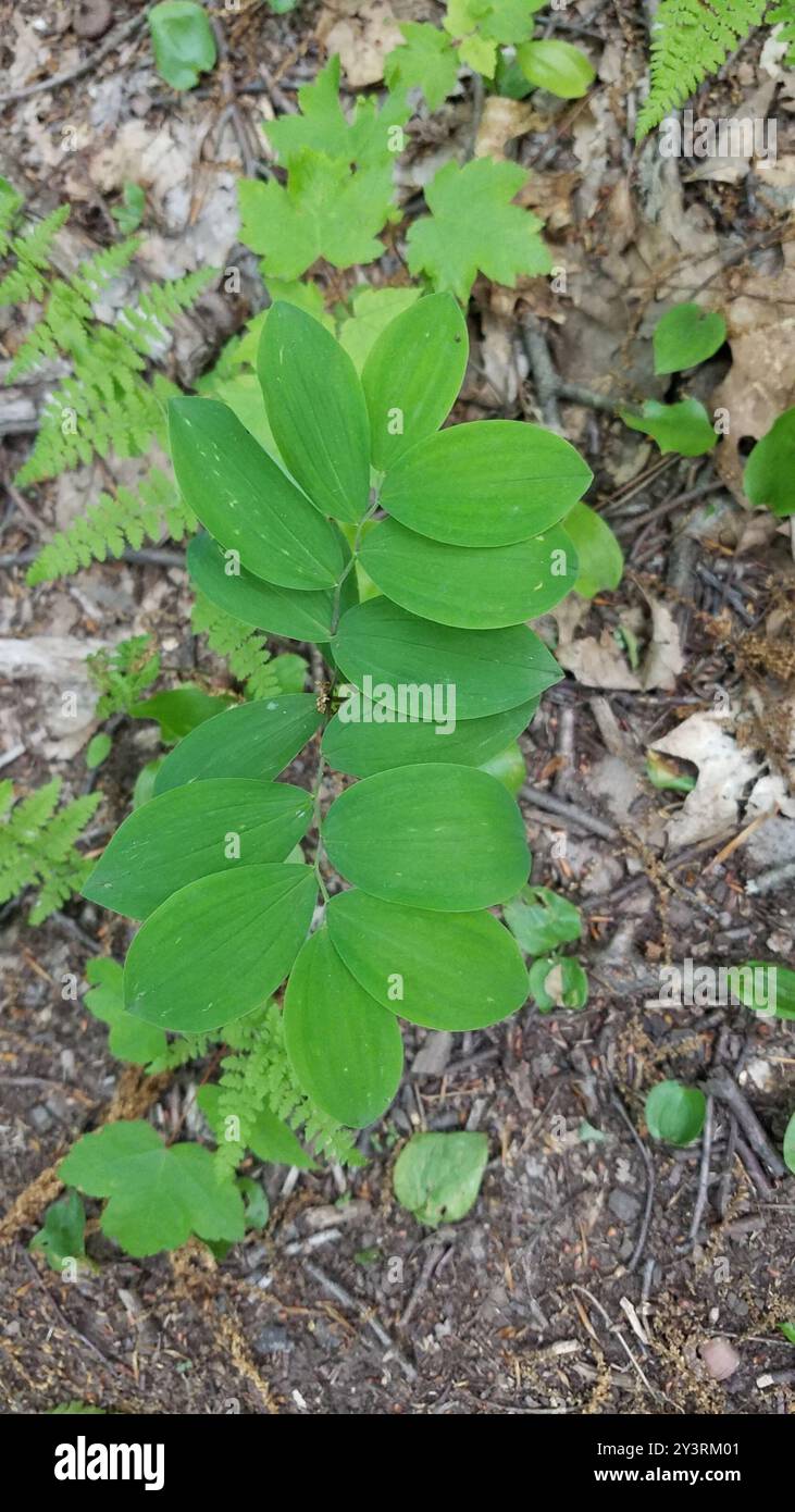 monocots (Liliopsida) Plantae Stock Photo - Alamy