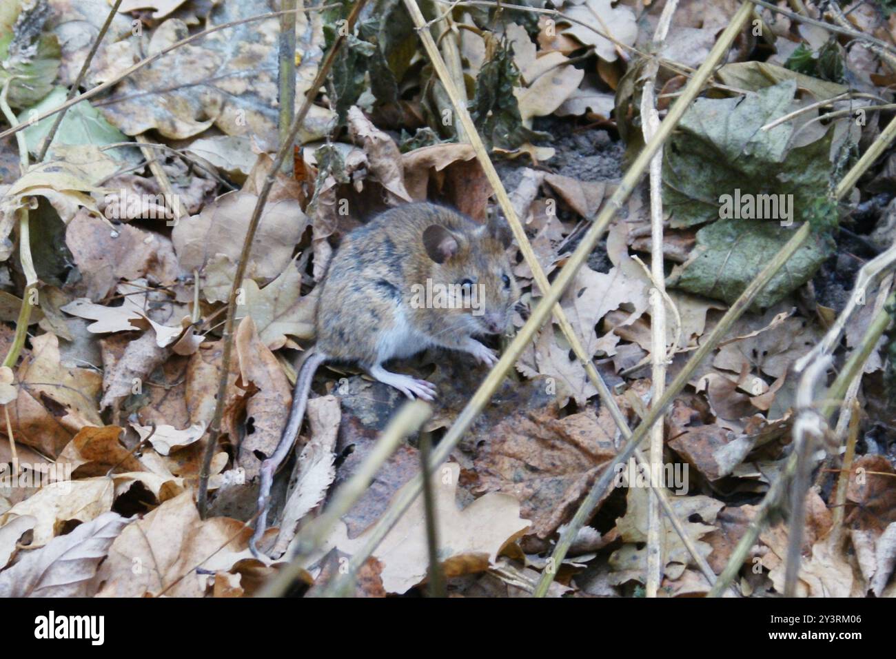Herb Field Mouse (Apodemus uralensis) Mammalia Stock Photo - Alamy