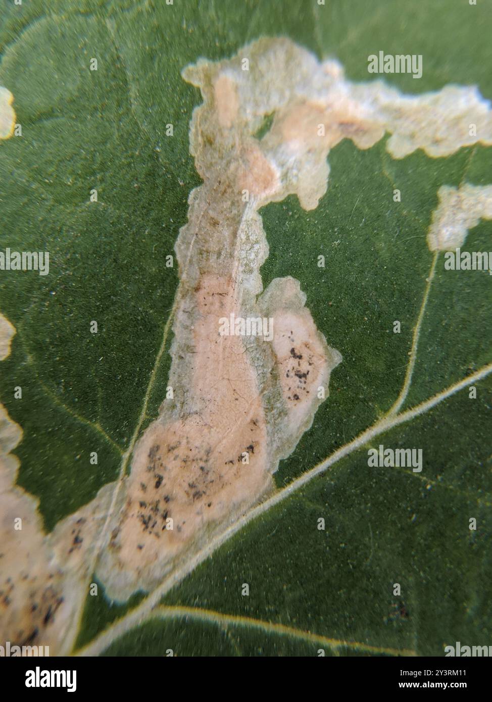 Spinach Leafminer (Pegomya hyoscyami) Insecta Stock Photo - Alamy