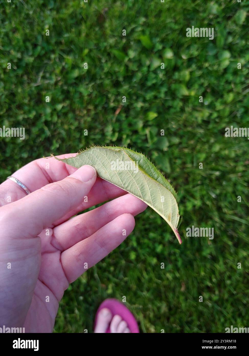 Tortricid Leafroller Moths and Allies (Tortricoidea) Insecta Stock ...