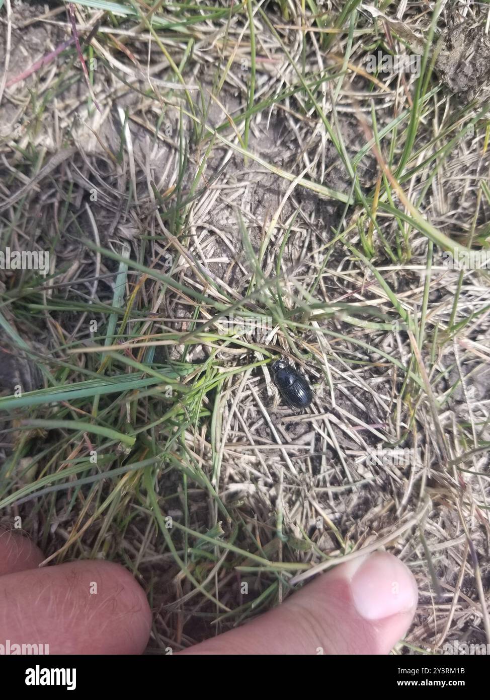 Water, Rove, Scarab, Long-horned, Leaf, and Snout Beetles (Polyphaga ...