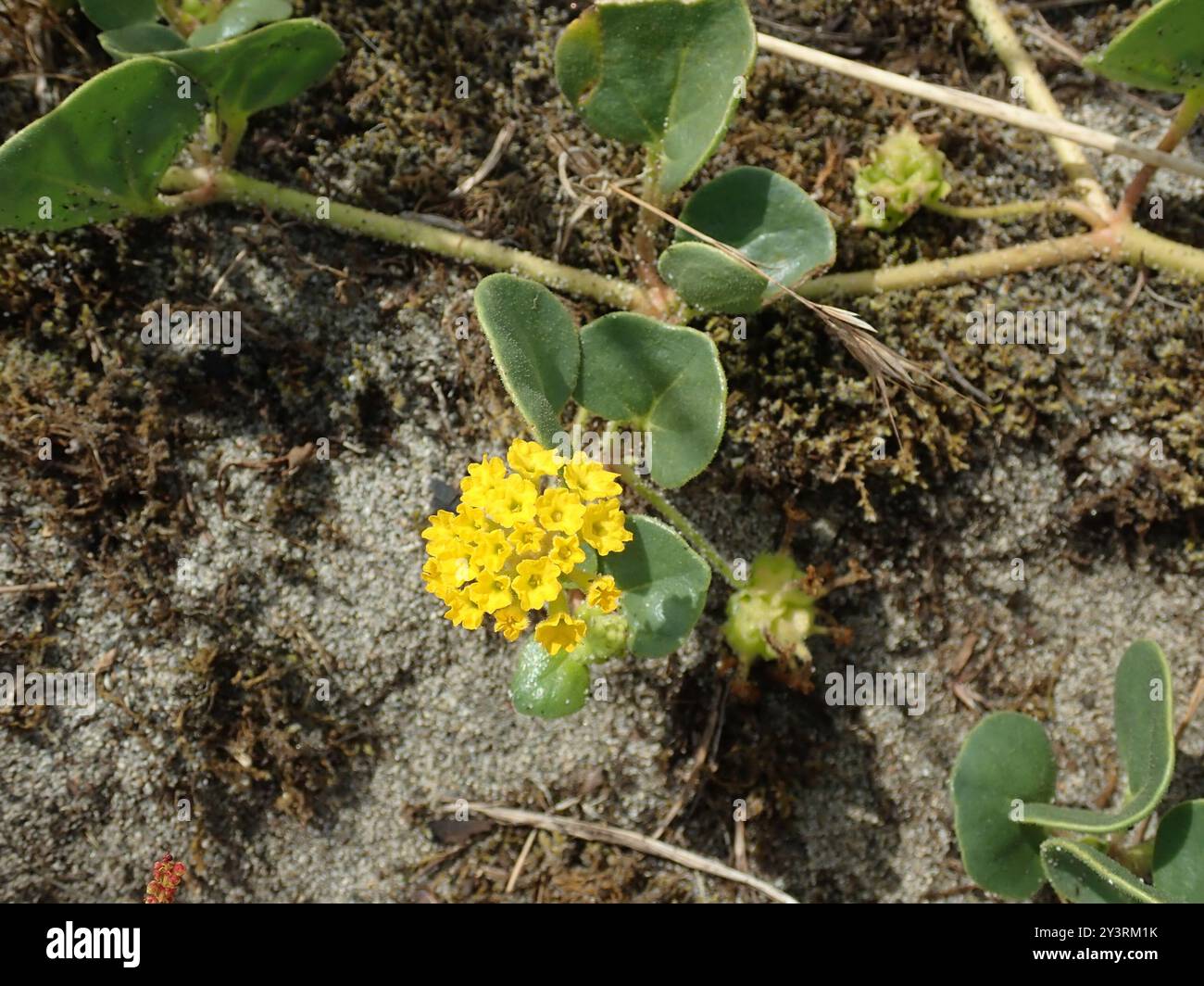 Yellow Sand Verbena (Abronia latifolia) Plantae Stock Photo - Alamy
