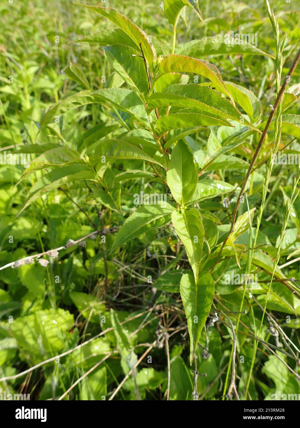northern bush honeysuckle (Diervilla lonicera) Plantae Stock Photo - Alamy